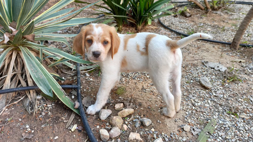 Pat & Pet Veterinaria - Cartagena - Horsepital